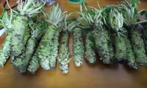 How to Make Real Wasabi at Home? - Easy Homemade Sushi