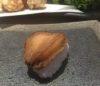Awabi (Abalone): All You Need To Know - Easy Homemade Sushi