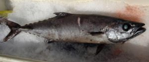 What Is Escolar Fish? (Detailed Explanation) - Easy Homemade Sushi